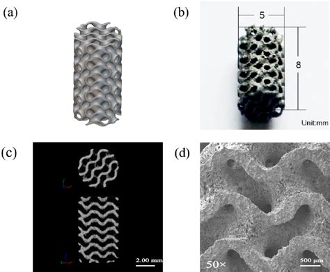 Morphology Of The Porous Zn 1mg 01sr Alloy Scaffold A Gyroid Model Download Scientific