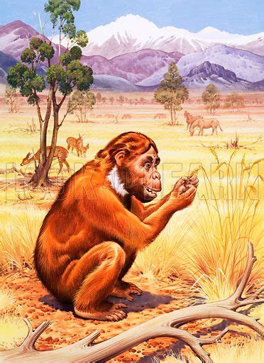 Ramapithecus Stock Image Look And Learn
