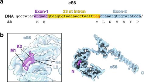 4 Visualizing The Protein Product Of Es6 Mrna Splicing In Paranosema Download Scientific