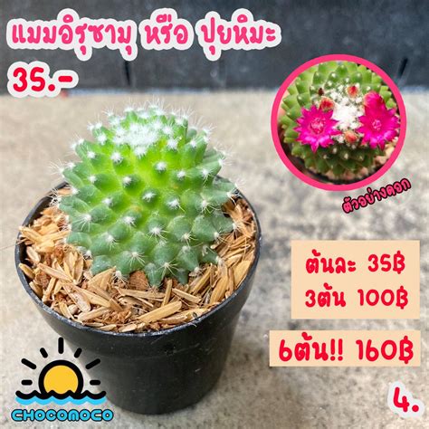 Chocomoco Chocomoco Added A New Photo