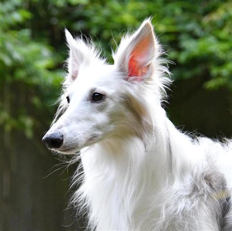 How Much Do Silken Windhound Puppies Cost