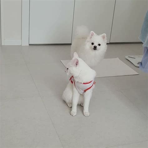 강아지와 고양이가 사는집 아침풍경 Youtube