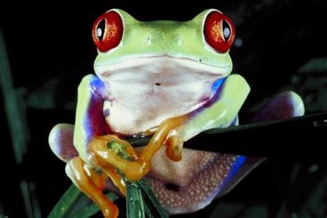 Red Eyed Tree Frog Predators