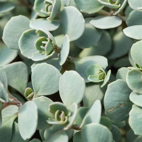 Szkółka Bylin Dobrepole Sedum Cauticolum Rozchodnik Naskalny