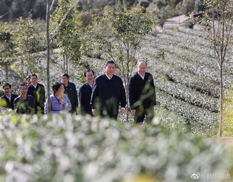 习近平察看武夷山春茶长势：把茶文化、茶产业、茶科技这篇文章做好 新华网