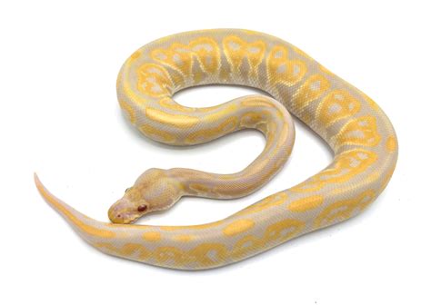 Toffino Black Pastel Royal Constrictor Designs Toffino Black Pastel Royal Constrictor Designs