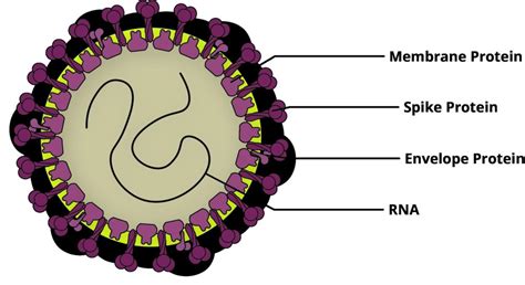 Diagrams Anatomy System Human Body Anatomy Diagram And Chart Images