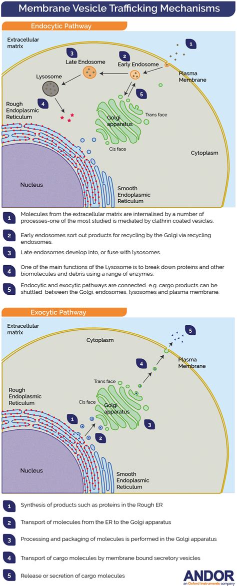 Imaging Of Membrane Vesicle Trafficking Pathways