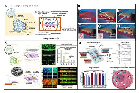 Figure 1 From Advanced Lung Organoids And Lung On A Chip For Cancer Research And Drug Evaluation