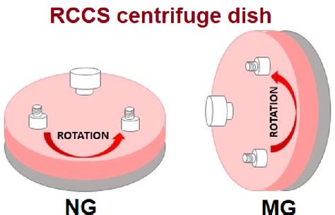 Figure 1 From Rccs Bioreactor Based Modeled Microgravity Affects