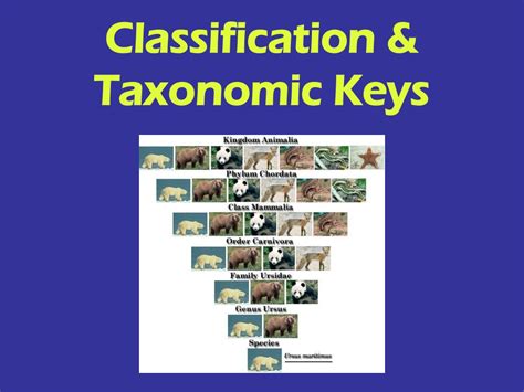 Ppt Classification And Taxonomic Keys Powerpoint Presentation Free Download Id 9562155