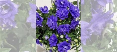 Кампанулы купить в Москве | Товары для дома и дачи | Авито