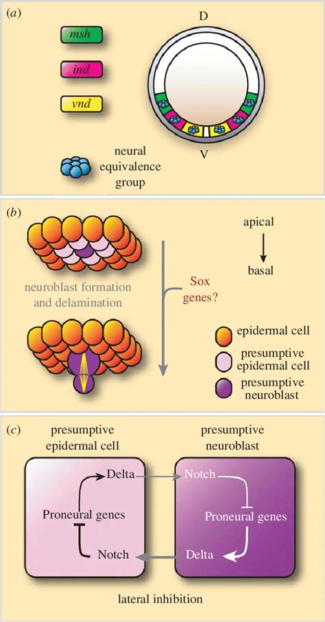 Neuroectoderm Specification And Neuroblast Formation A A Schematic