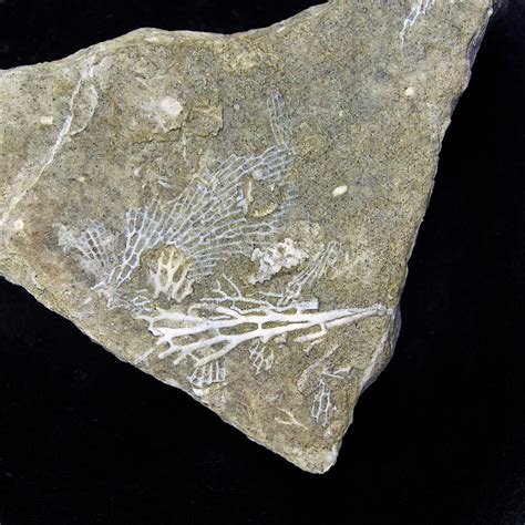 Bryozoan Fossils Fossil Lady