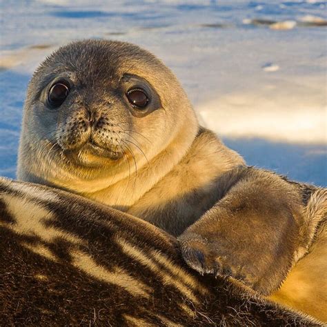 National Geographic On Instagram “photograph By Paulnicklen For Natgeo On The Ross Sea