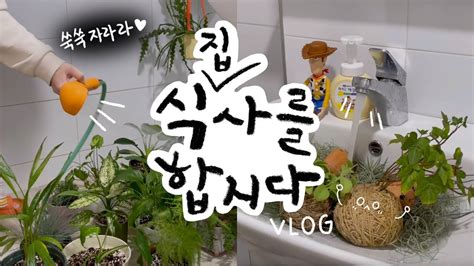 집에 있는 식물들 물 주기 식집사 일상 Youtube