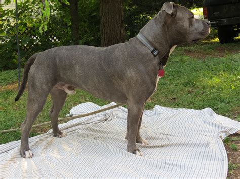 What Is A Reverse Brindle At Frank Jimenez Blog