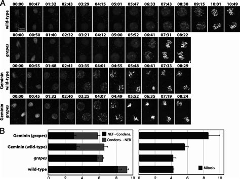 Direct Cell Cycle Comparison Between Embryos Injected With Geminin And