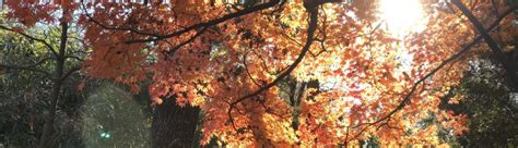 We Need All The Light Right Now Leslie Lytle