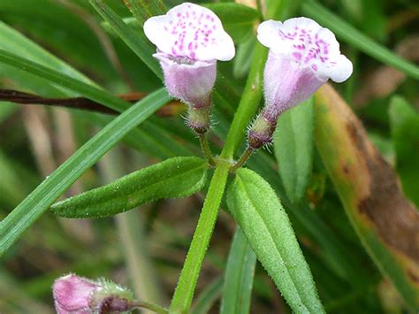 UK Wildflowers Lamiaceae Scutellaria Minor Lesser Skullcap