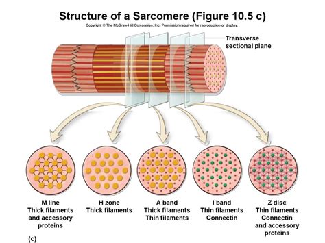 Muscle Tissue Online Presentation