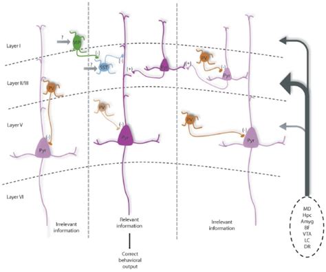 Pv Interneurons Critical Regulators Of Ei Balance For Prefrontal Cortex Dependent Behavior And