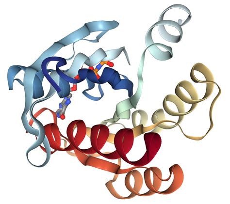 Kras Protein Overview Sino Biological