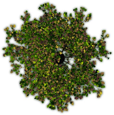 Download The Gallery For Shrub Png Plan Tree Plan View Png Shrub Transparent PNG Download