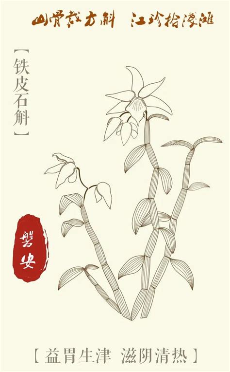 铁皮石斛手绘 石斛手绘 大山谷图库