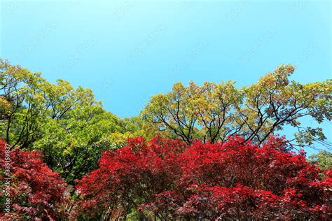 단풍 가을 하늘 파란색 녹색 빨간색 노란색 주황색 아침 아름다운 멋진 풍경 경치 나무 잎 다채로운 변색 Stock 写真 Adobe Stock