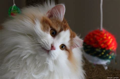 Multimodal Assessment What Why And How Teachingsydney