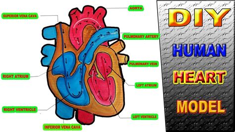 Human Heart Working Model Explanation At William Jennings Blog