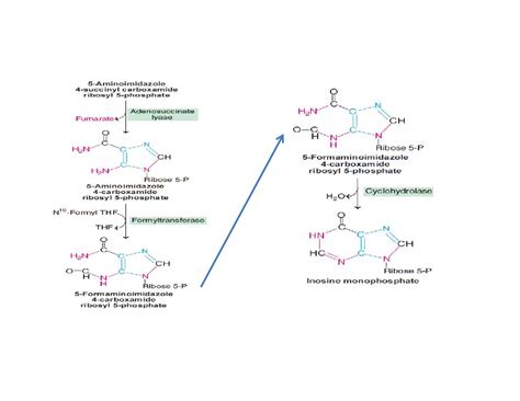 Biosynthesis Of Purine And Pyrimidine Nucleotides Pdf Endocrine And Metabolic Diseases