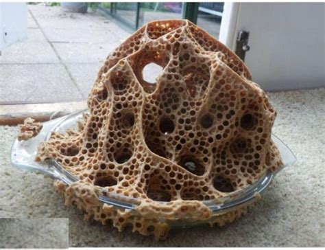 This Is Trypophobia Pics