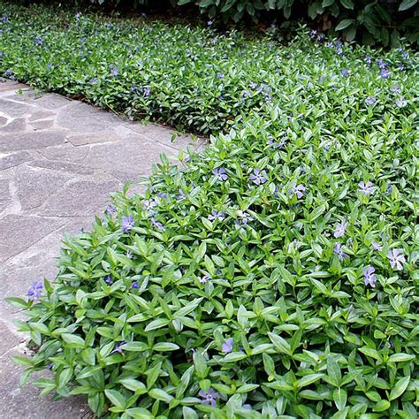 How To Plant Vinca Minor Ground Cover At Carla Apgar Blog