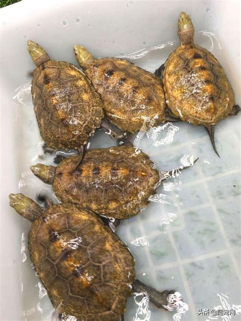 南石金錢龜與日本石龜同樣是石龜怎麼相差會這麼大 每日頭條