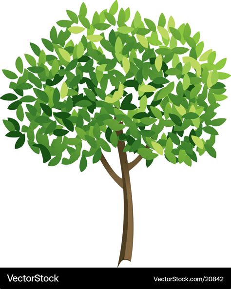 Tree With Leaves Royalty Free Vector Image Vectorstock
