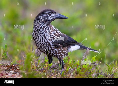Spotted Nutcracker Nucifraga Caryocatactes On The Feed On The Ground Norway Trondheim Stock