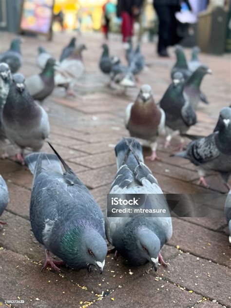 벽돌로 포장된 마당에서 씨앗을 먹는 야생 국내 비둘기의 클로즈업 이미지 시내 중심가의 비위생적인 해충 성가신 새 떼 배경에 우연한 사람들 전경에 초점 거리에 대한 스톡 사진
