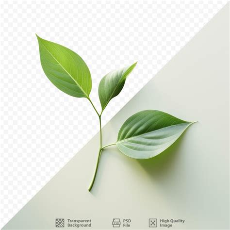 Великолепный свежий лист на прозрачном фоне Премиум Psd Файл