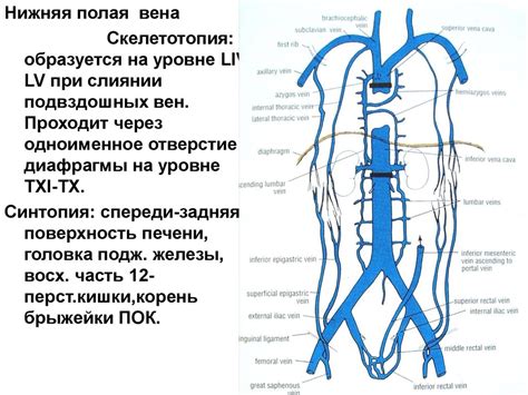 Топографическая анатомия и оперативная хирургия забрюшинного пространства презентация онлайн
