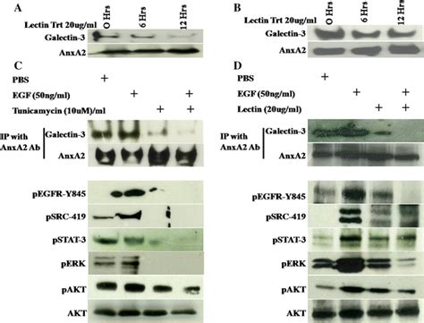 Role Of Anxa2galectin 3 Interaction In Modulating Egfr Signaling