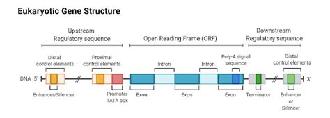 Exon Structure Types Functions −