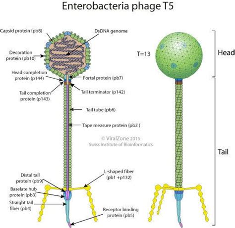 Bacteriophage T5 Alchetron The Free Social Encyclopedia