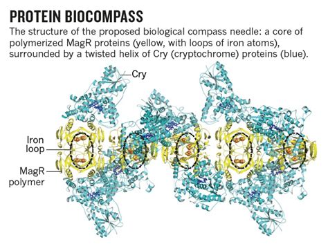 Researchers Discover A Protein That Gives Birds A Biological Compass