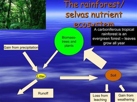 Nutrient Cycling Ppt