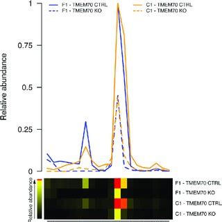 ATP Synthase F O Complex Subunit C1 Interaction With F 1 Is Missing In Download Scientific