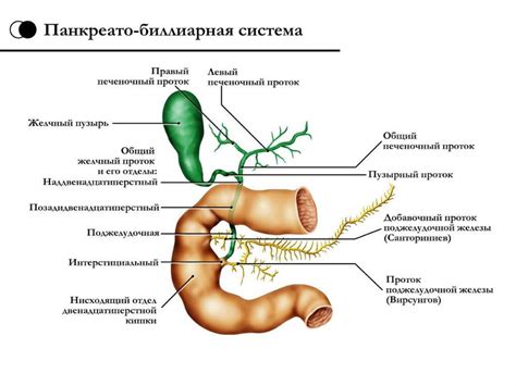 Клиническая анатомия брюшной полости презентация онлайн