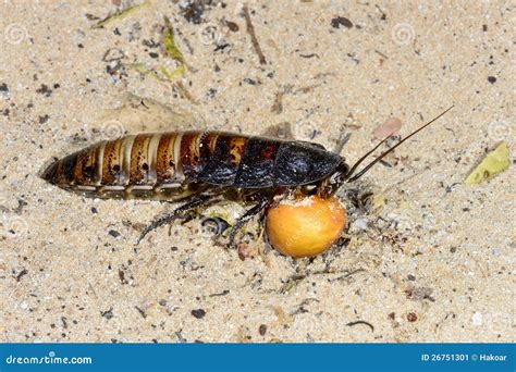Madagascar Hissing Cockroach Or Gromphadorhina Portentosa Aka The