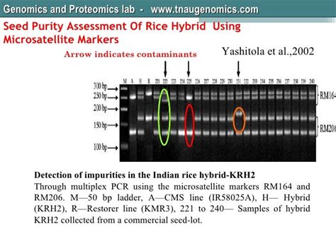 Dna Markers Techniques For Plant Varietal Identification